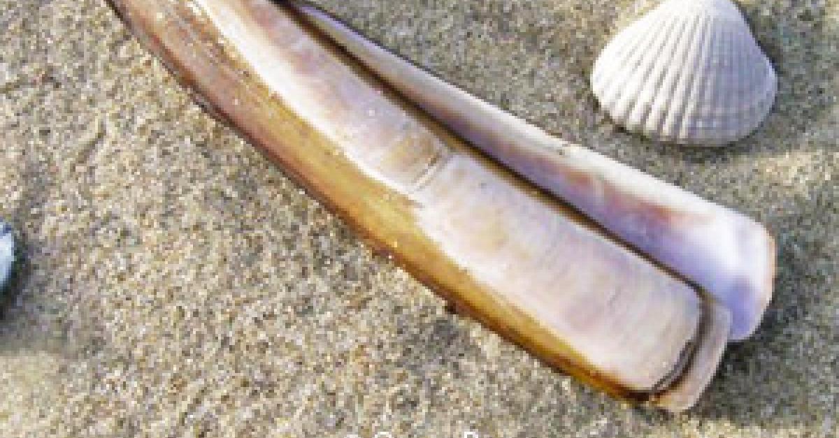 Ensis leei | Non-indigenous species
